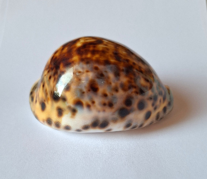 Cypraea tigris - YELLOW RUSTIC PATTERN :: SHELLS FOR YOU.CZ